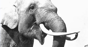 Elephant Self Storage, Elephant of the month, Lin Wang - Elephant Self ...